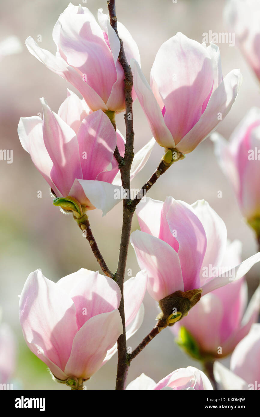 Flowers of Chinese Magnolia (Magnolia x soulangeana), Amabilis culture ...