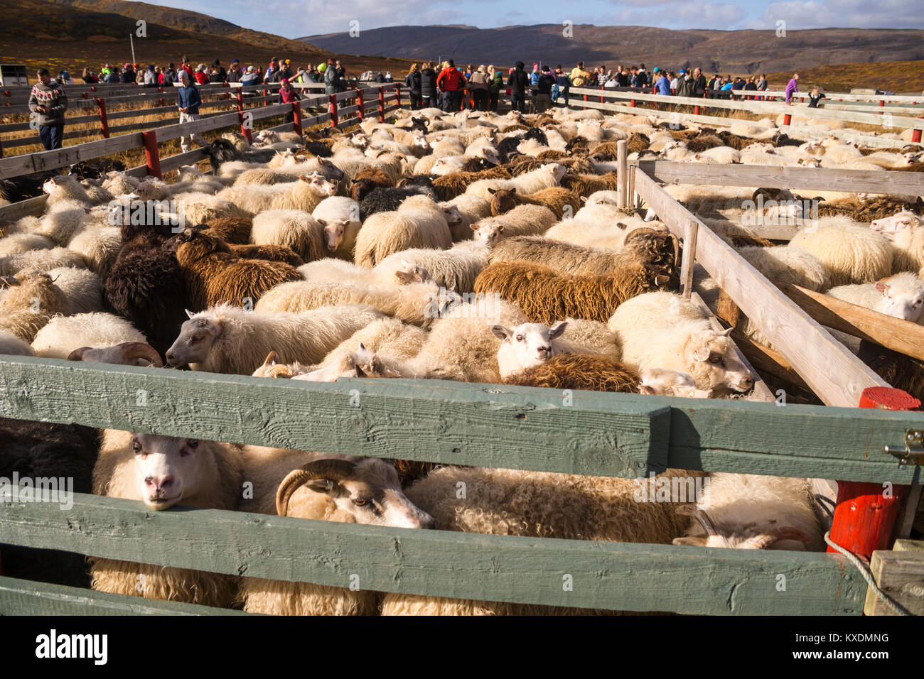 Counting and sorting of Islandic sheep, sheep offspring in Island ...