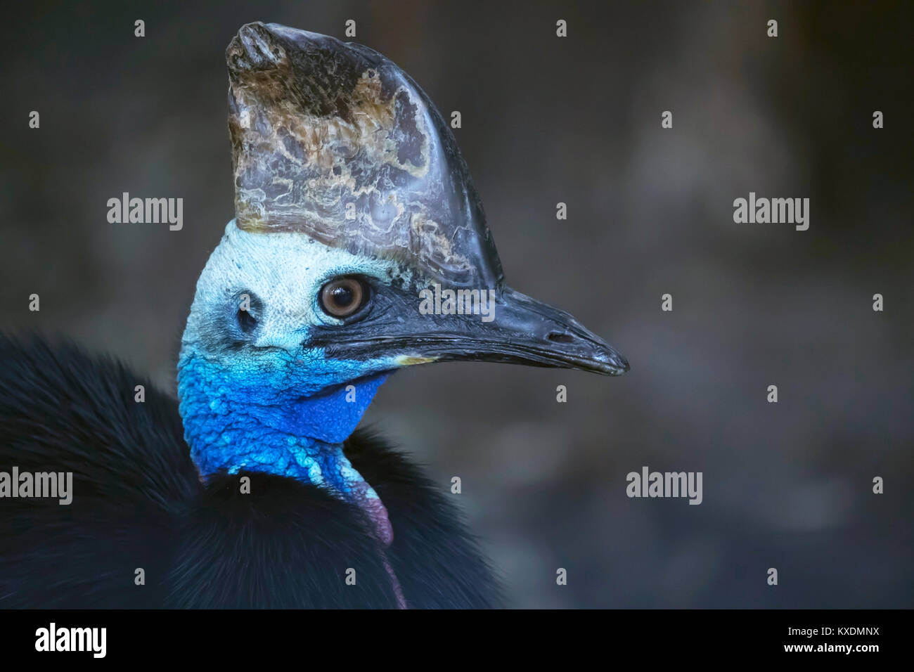 Southern cassowary casuarius hi-res stock photography and images - Alamy