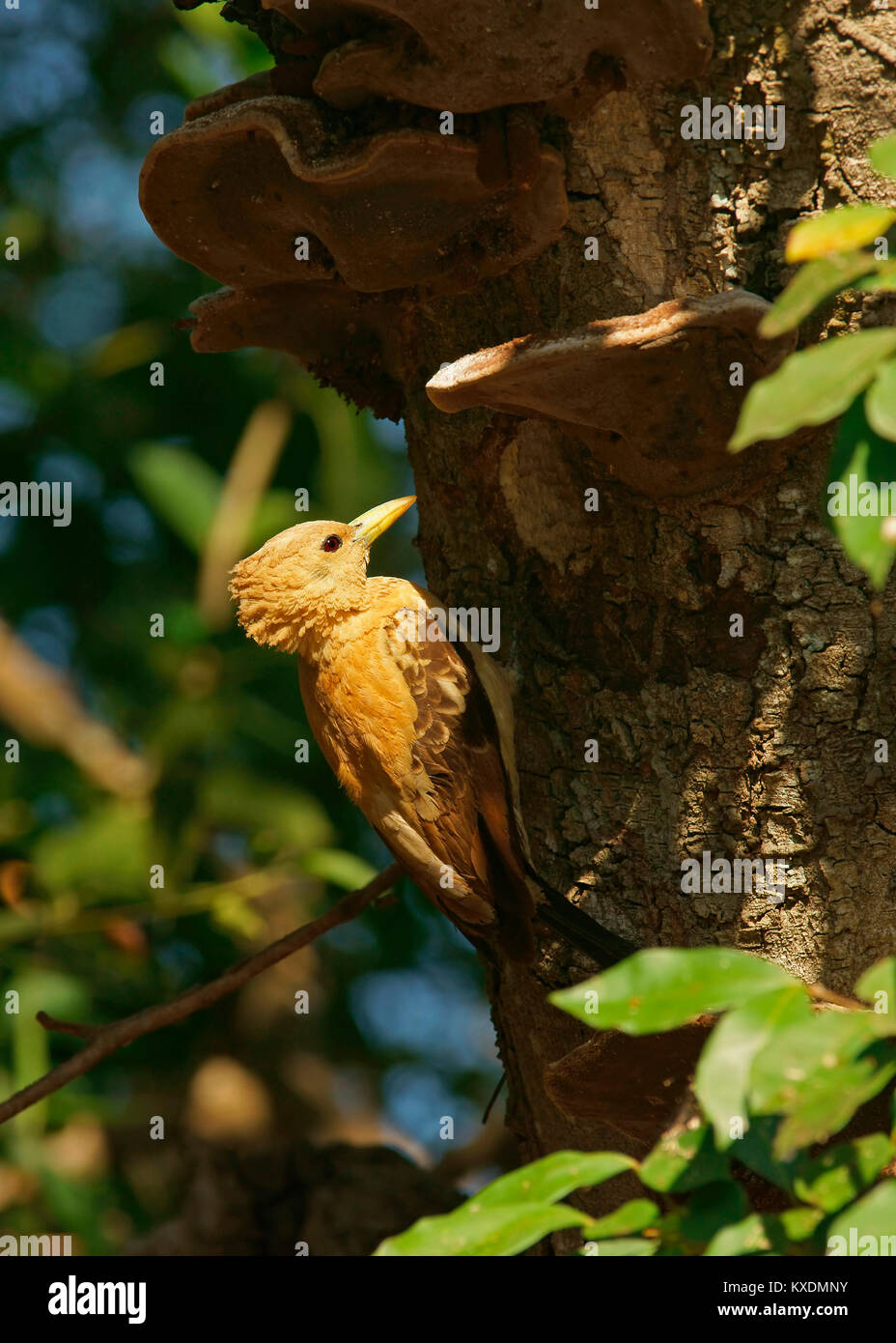 Cream-colored woodpecker (Celeus flavus), Pantanal, Brazil, South ...