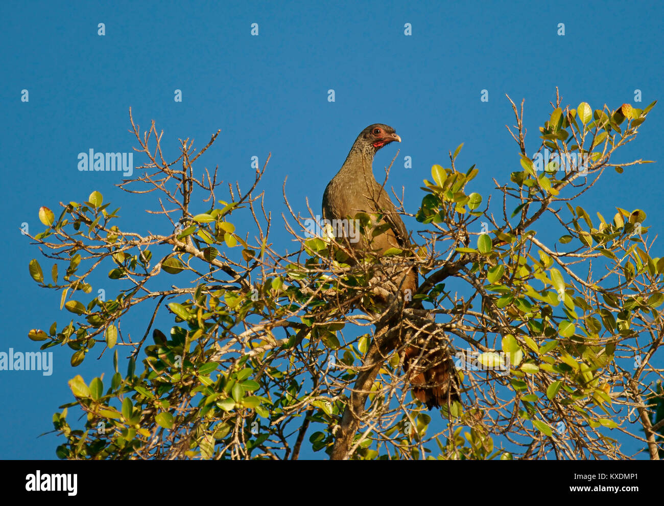 Chaco chachalaca (Ortalis canicollis), Pantanal, Mato Grosso, Brazil ...