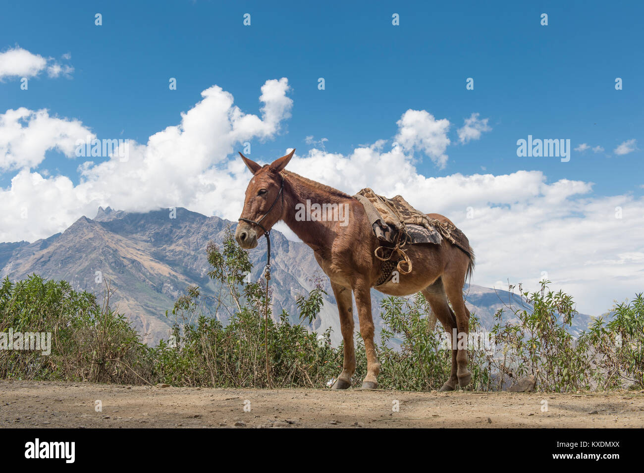 Muli on the gravel road in the mountains towards Choquequirao, south ...