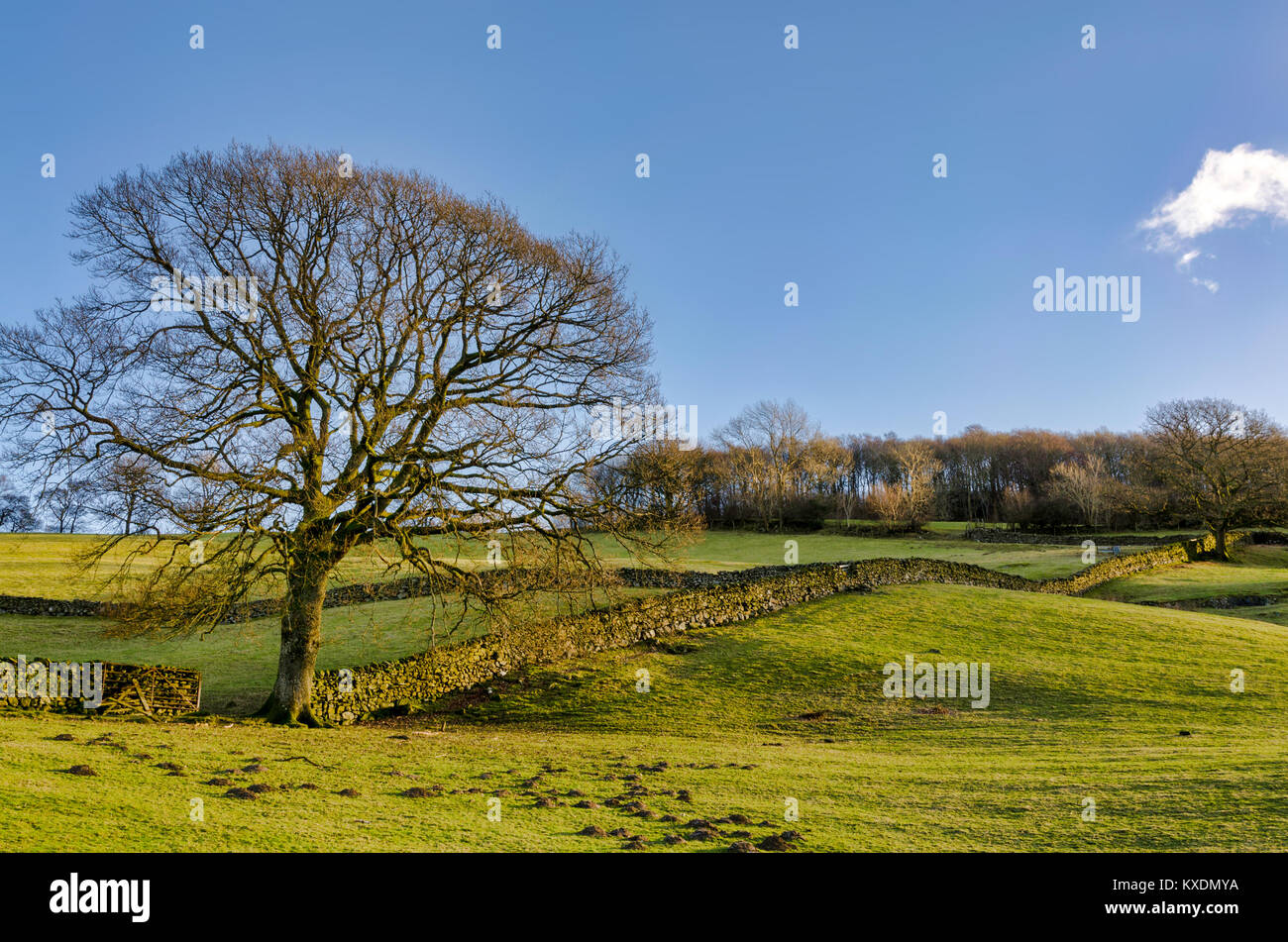 Deciduous wall hi-res stock photography and images - Alamy