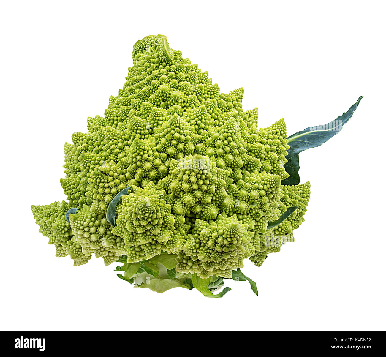 Roman cauliflower isolated on white background with clipping path Stock ...