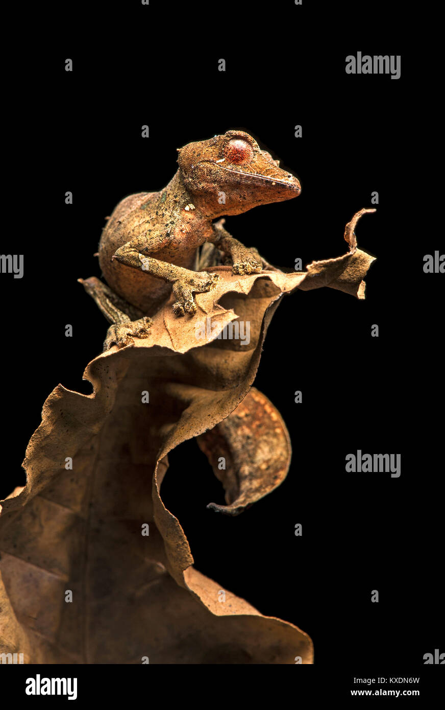 Satanic Leaf Tailed Gecko (Uroplatus phantasticus), camouflaged on dry ...
