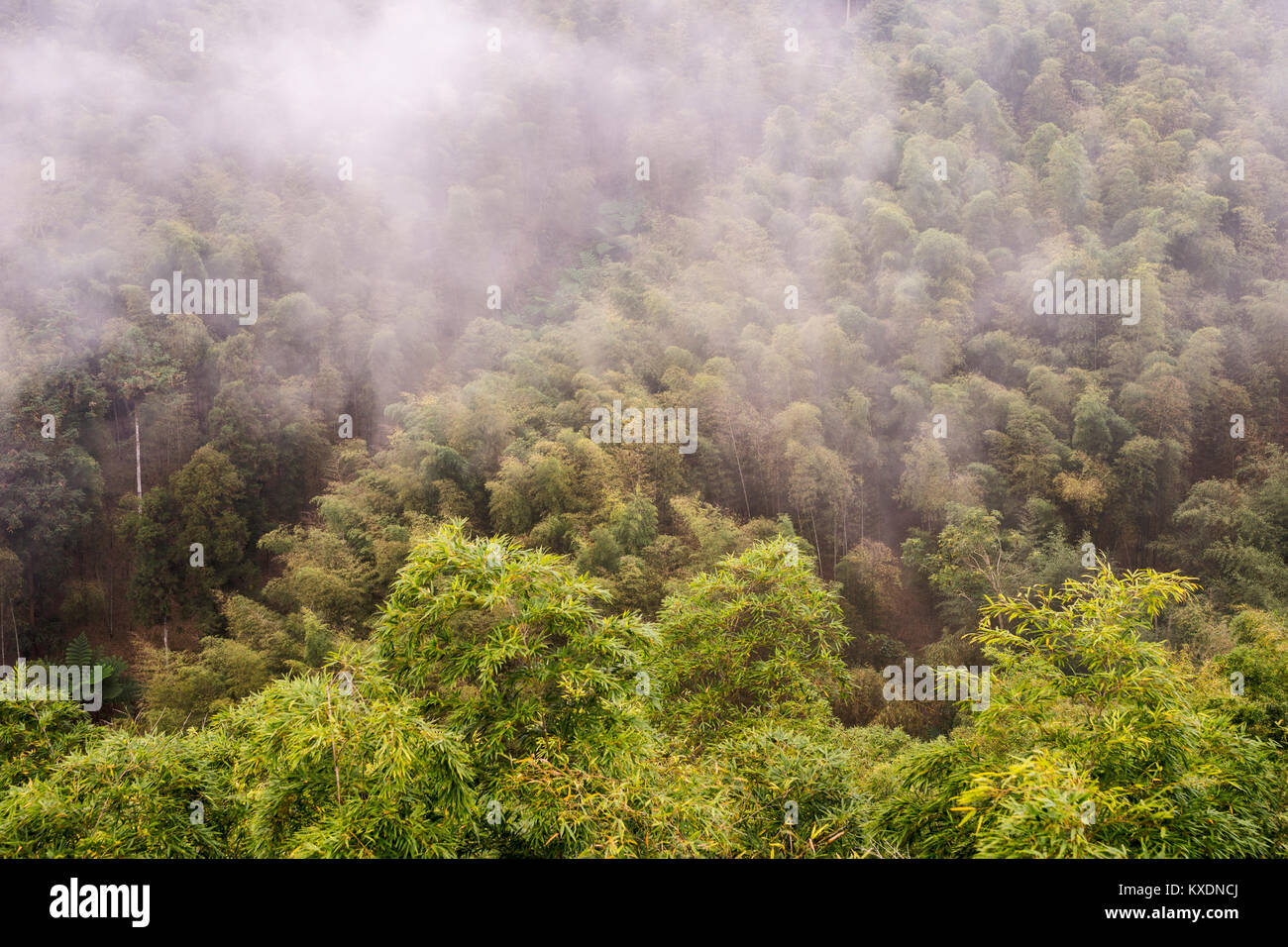 Bamboo forest in the fog, Nantou, Taiwan, China Stock Photo - Alamy