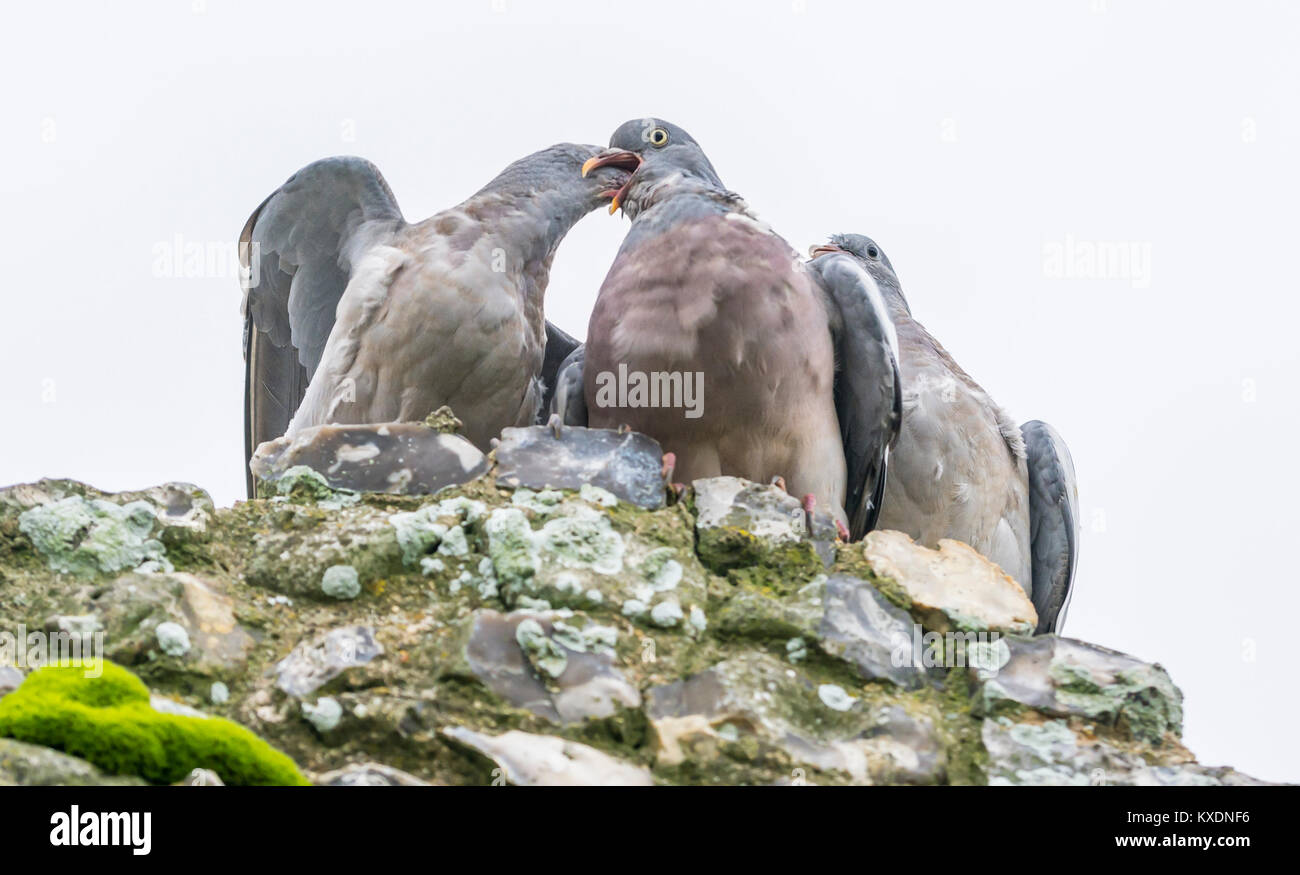 Courting hi-res stock photography and images - Alamy