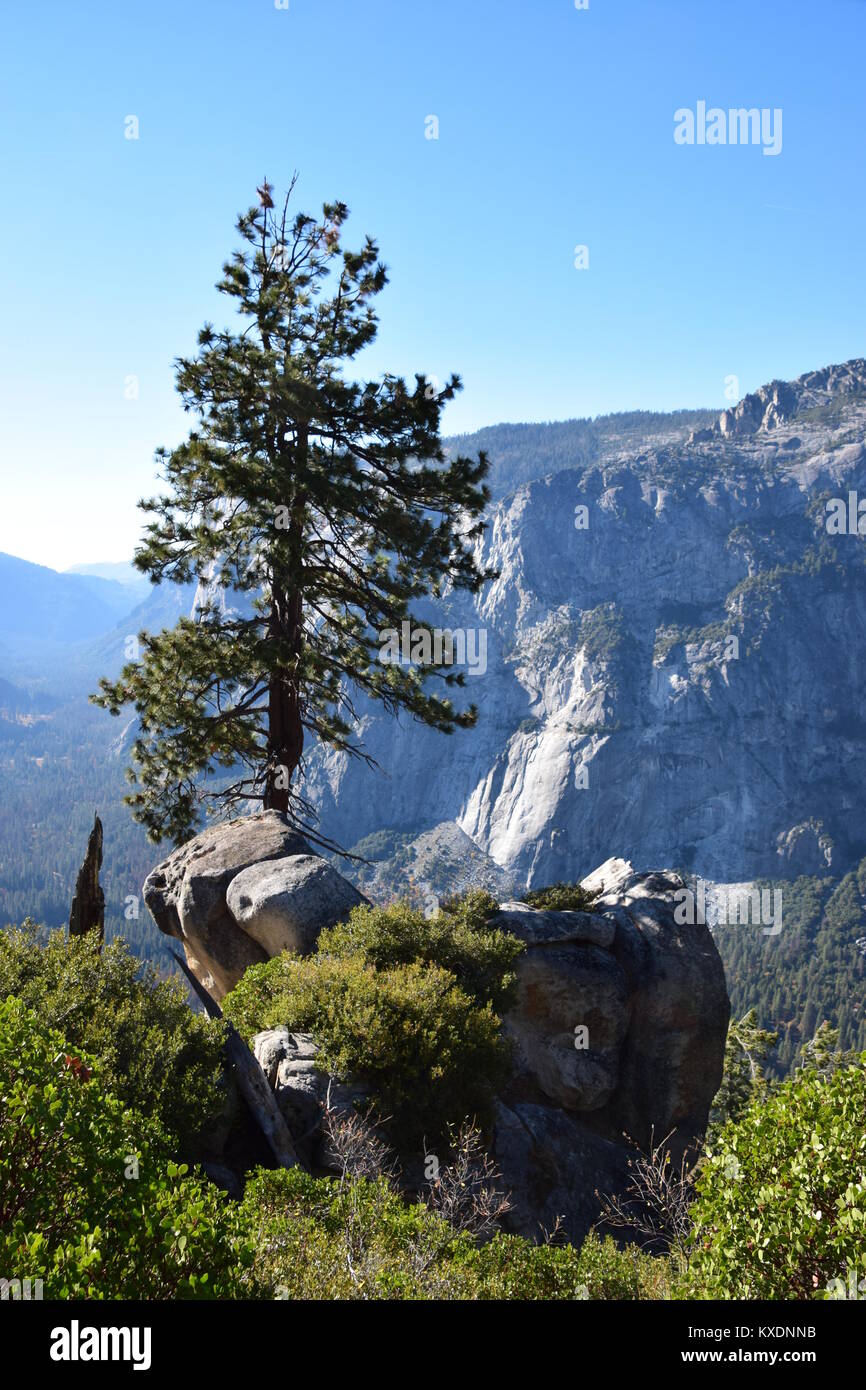 Lone pine tree in Yosemite Valley, Yosemite National Park, California ...