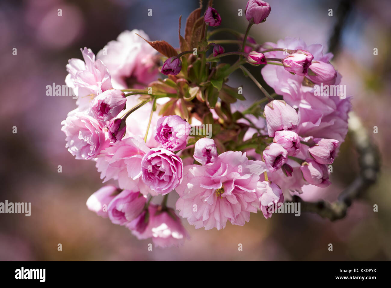 close up of pink cherry blossom flowers Stock Photo - Alamy