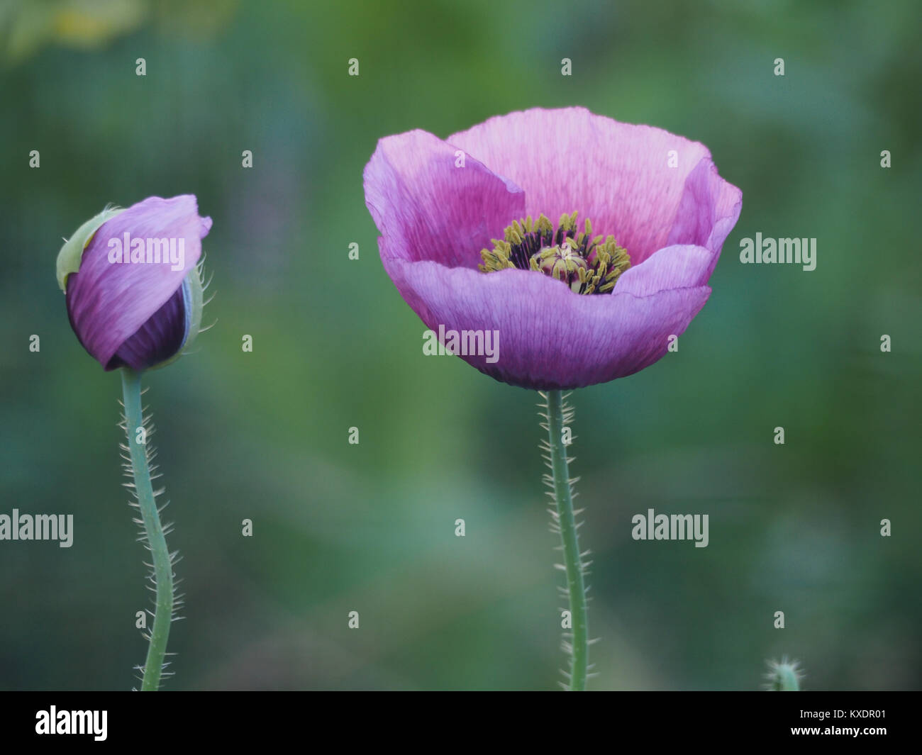 Opium poppy (Papaver somniferum), flowers, Ischia, Calabria, Italy ...