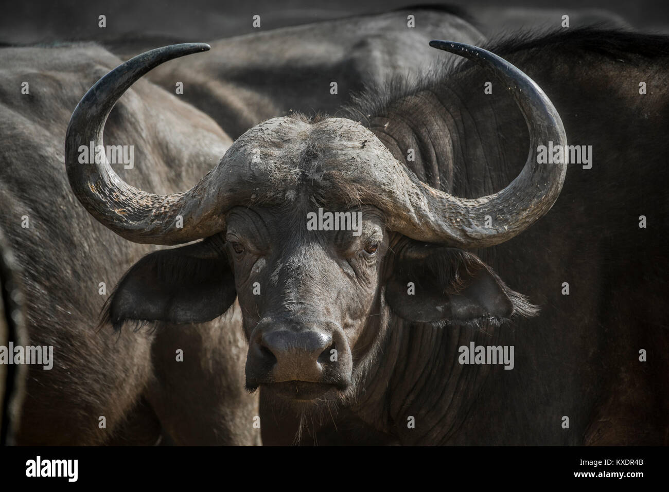 Cape buffalo (Syncerus caffer), Kazan, Chobe River Front, Chobe ...