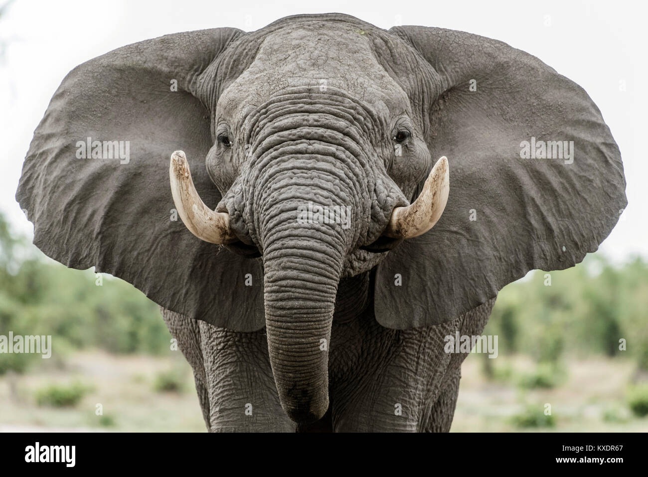 Elephant ears african hi-res stock photography and images - Alamy
