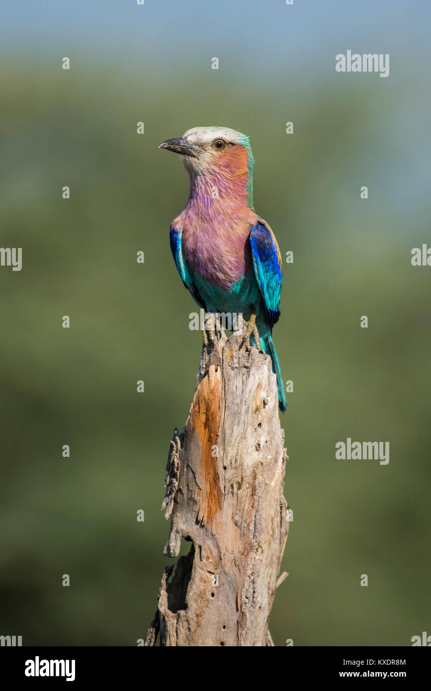 Lilac-breasted roller (Coracias caudatus) sits on deadwood, Savuti ...