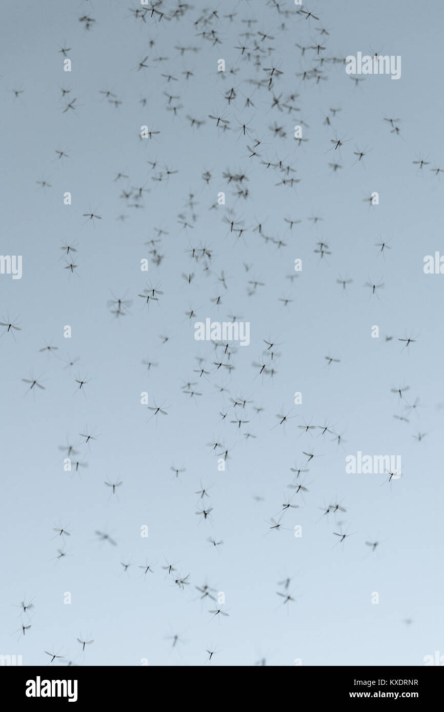 Swarm of mosquitos hi-res stock photography and images - Alamy
