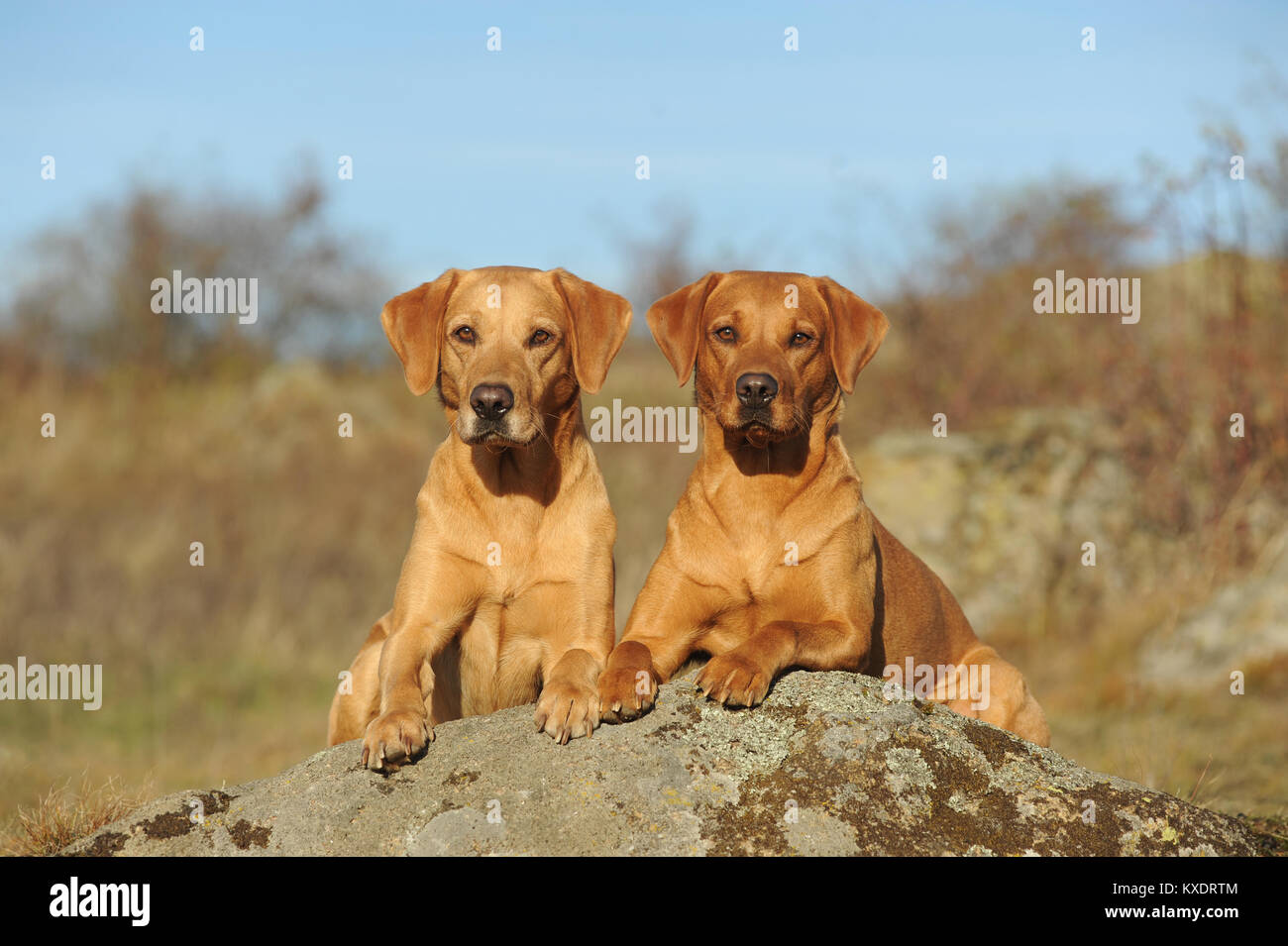 Labrador Retriever, yellow, two bitches lying on stone Stock Photo - Alamy