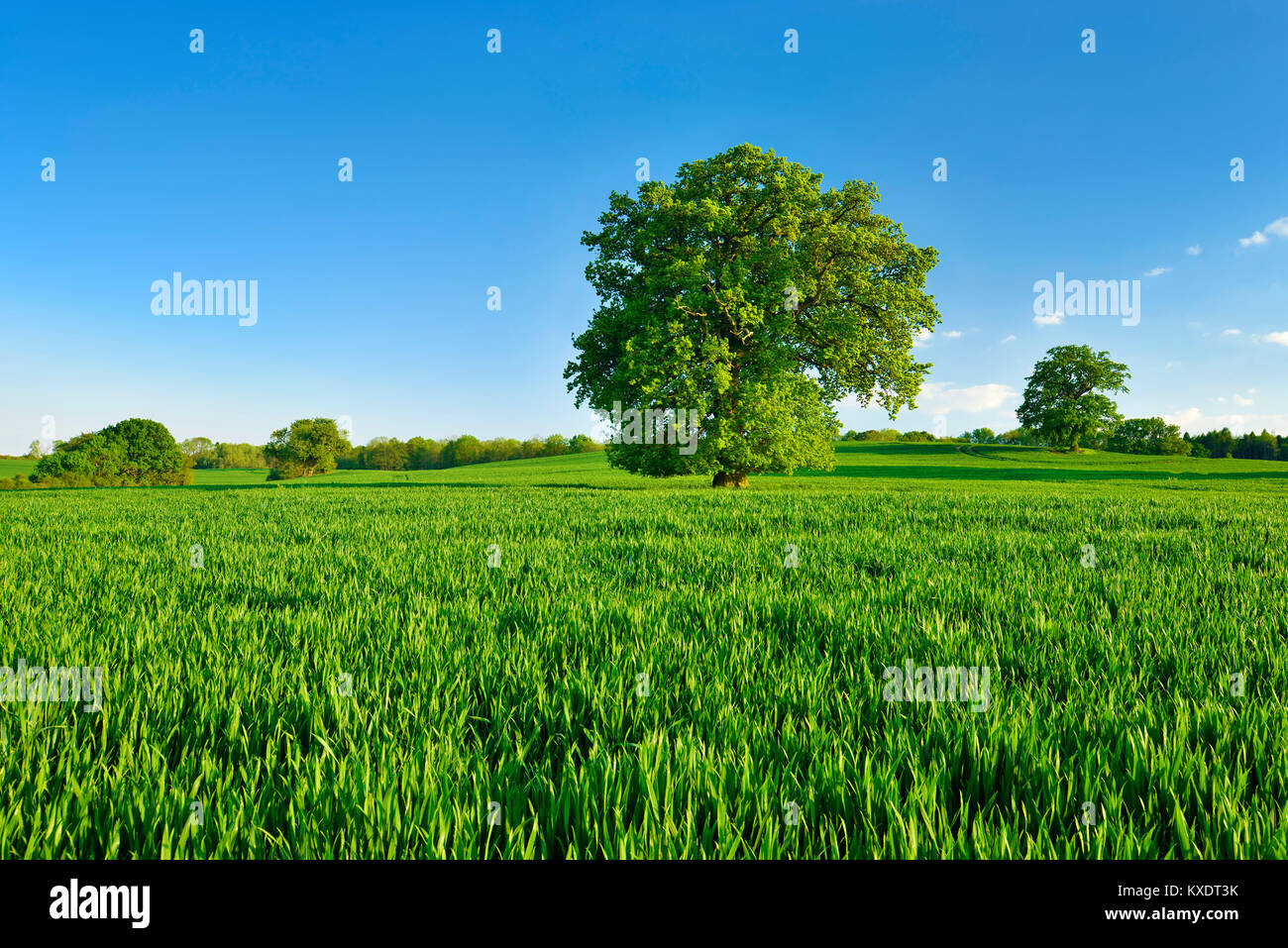 Tree grain hi-res stock photography and images - Alamy