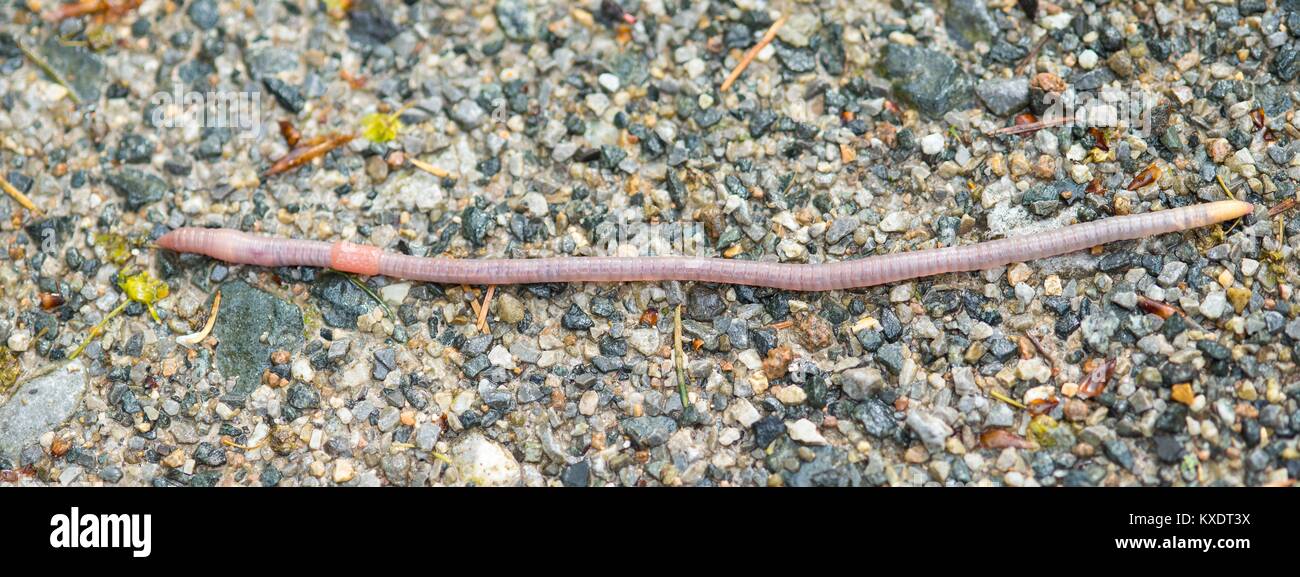 Rain worm hi-res stock photography and images - Alamy