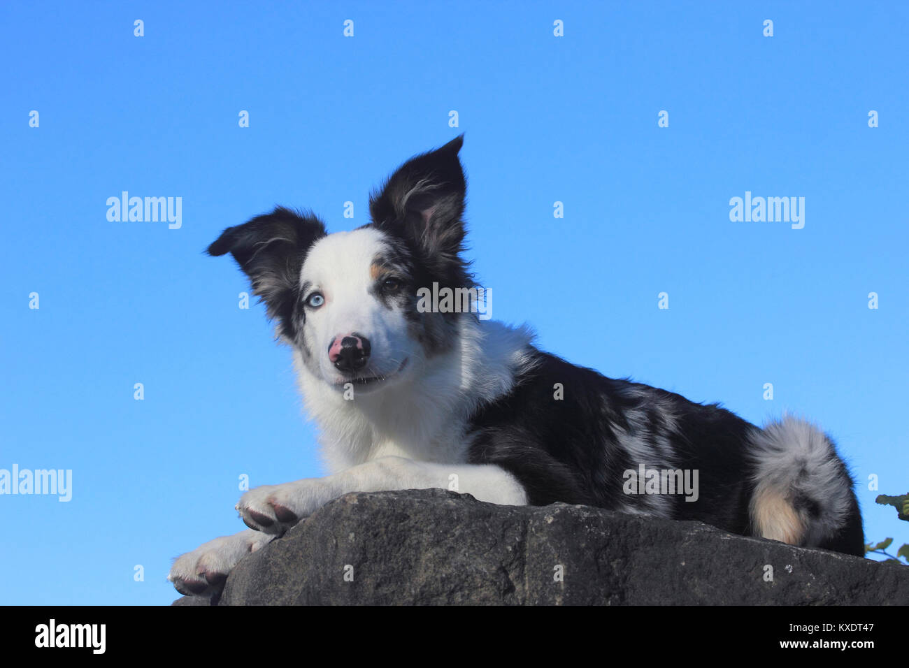 Blue merle color hi-res stock photography and images - Alamy
