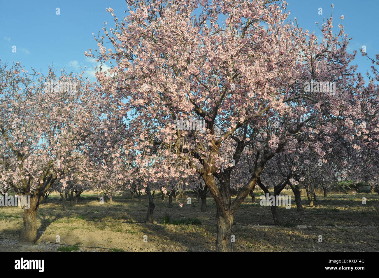 almonds trees or cherry trees pink landscape Stock Photo - Alamy