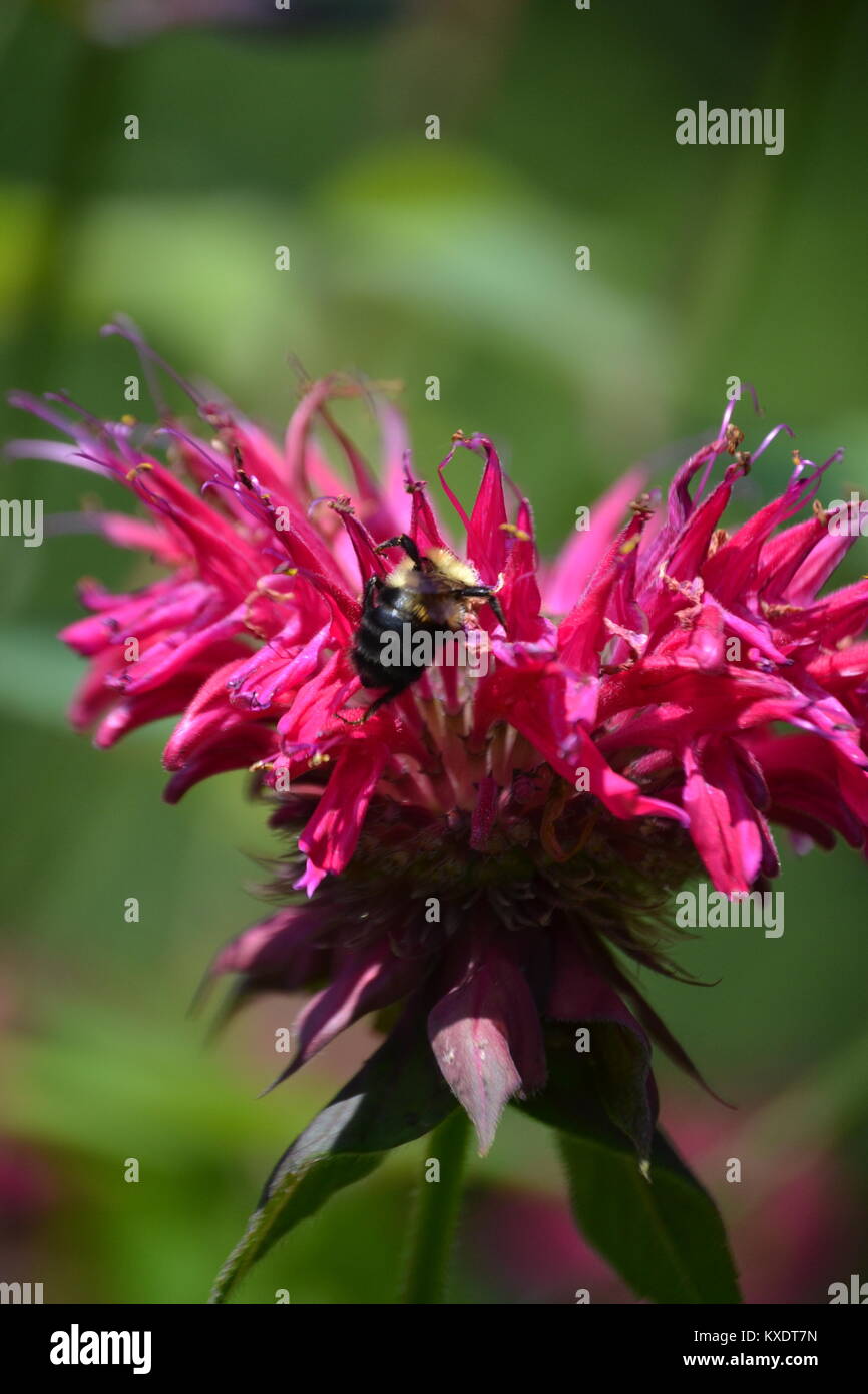 Indian honey bees hi-res stock photography and images - Alamy