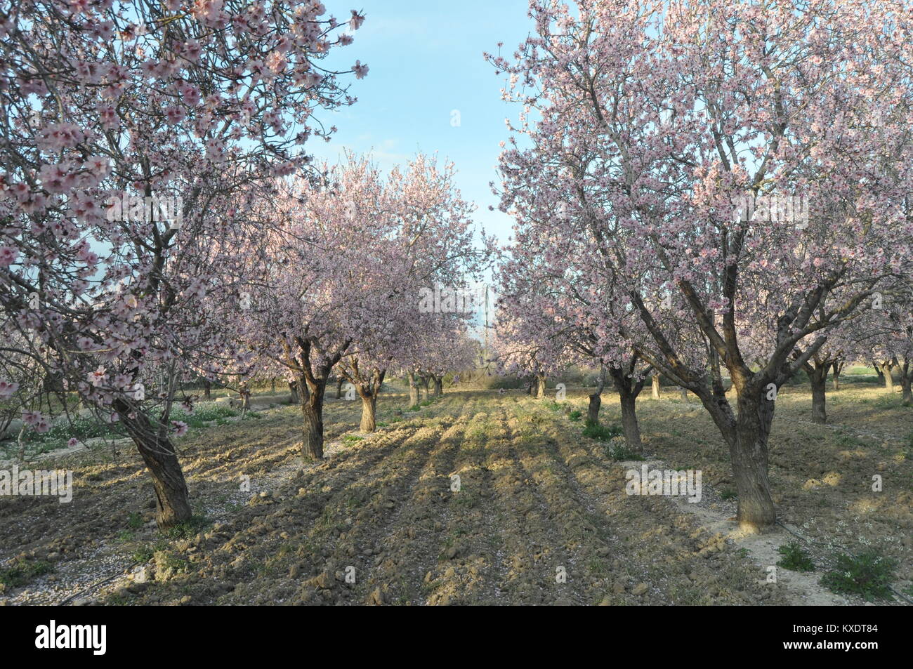 almonds trees or cherry trees pink landscape Stock Photo - Alamy