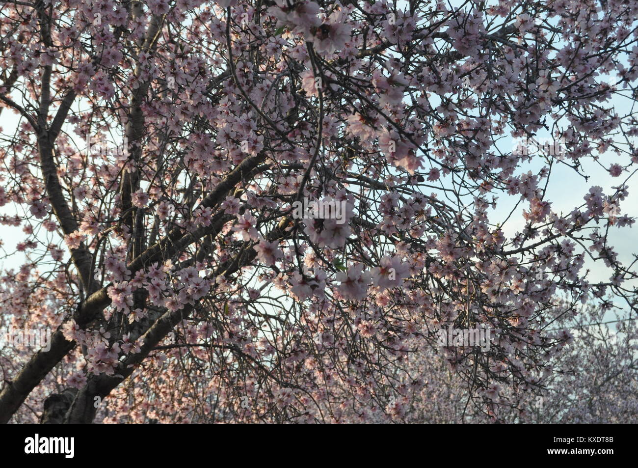 almonds trees or cherry trees pink landscape Stock Photo - Alamy