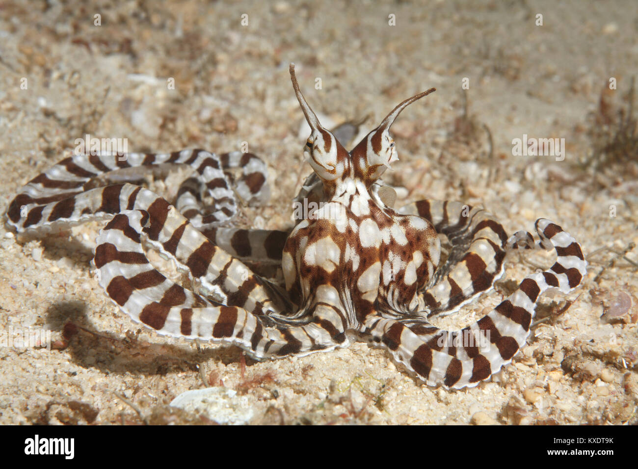 Mimicry Octopus High Resolution Stock Photography and Images - Alamy