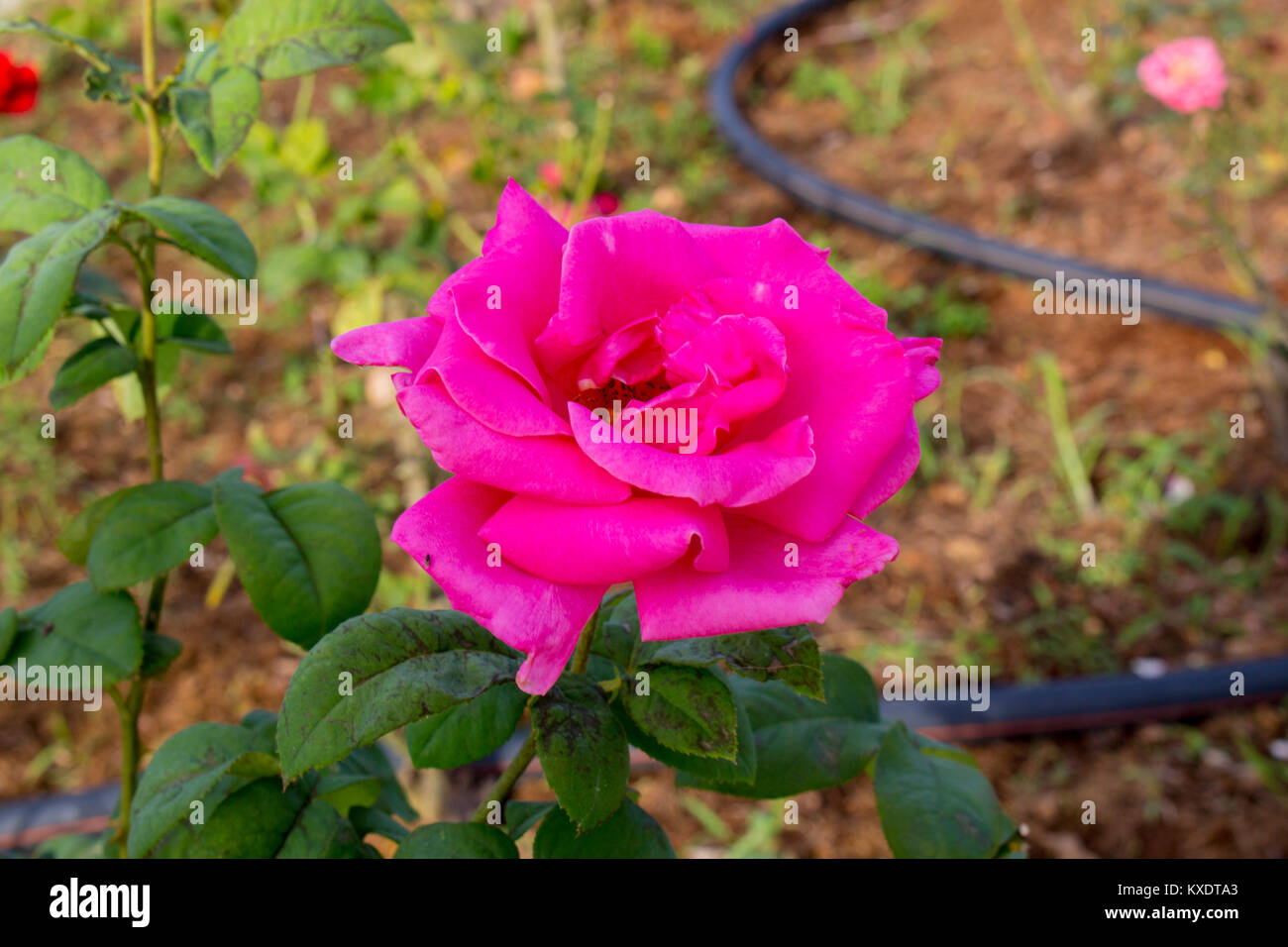Close up of pink rose flower in flower bed at the backyard with blur ...