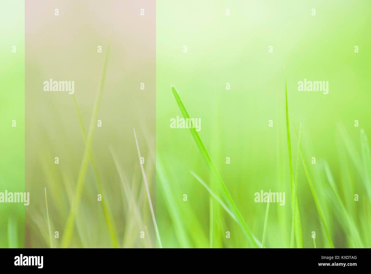 ground level green grass close view backdrop - user space Stock Photo ...