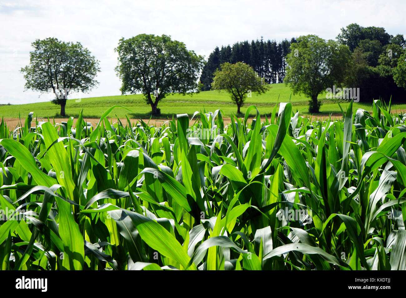 Corn field and trees in Germany Stock Photo - Alamy