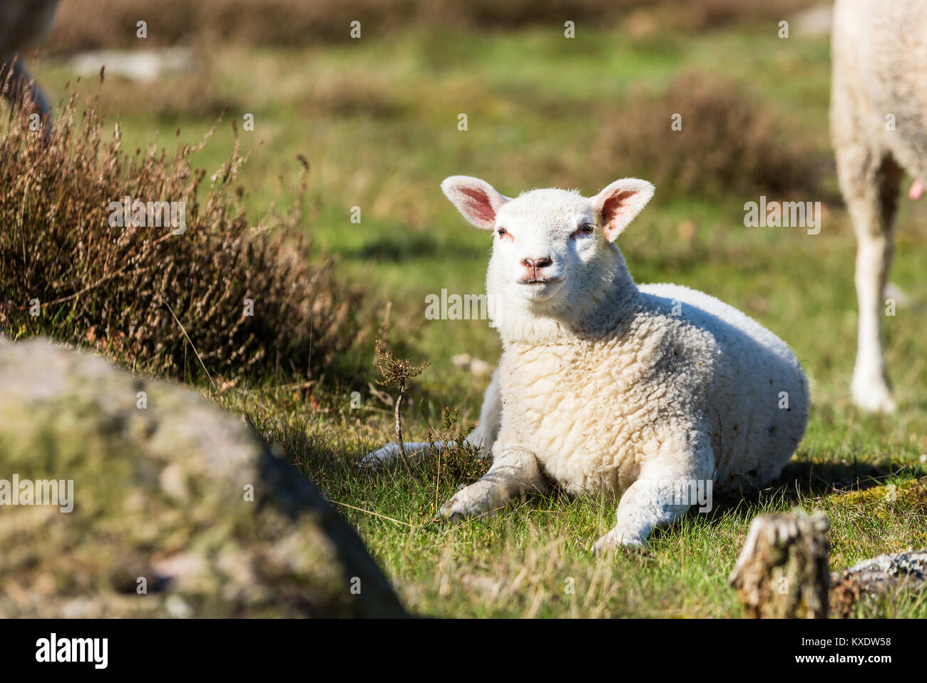 Enjoying natural spot hi-res stock photography and images - Alamy
