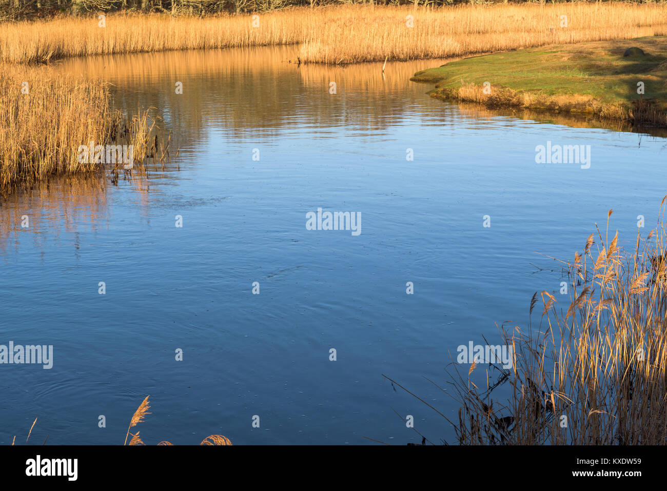 Reed beds and riverbank on a sunny morning. A gentle flow on the water ...