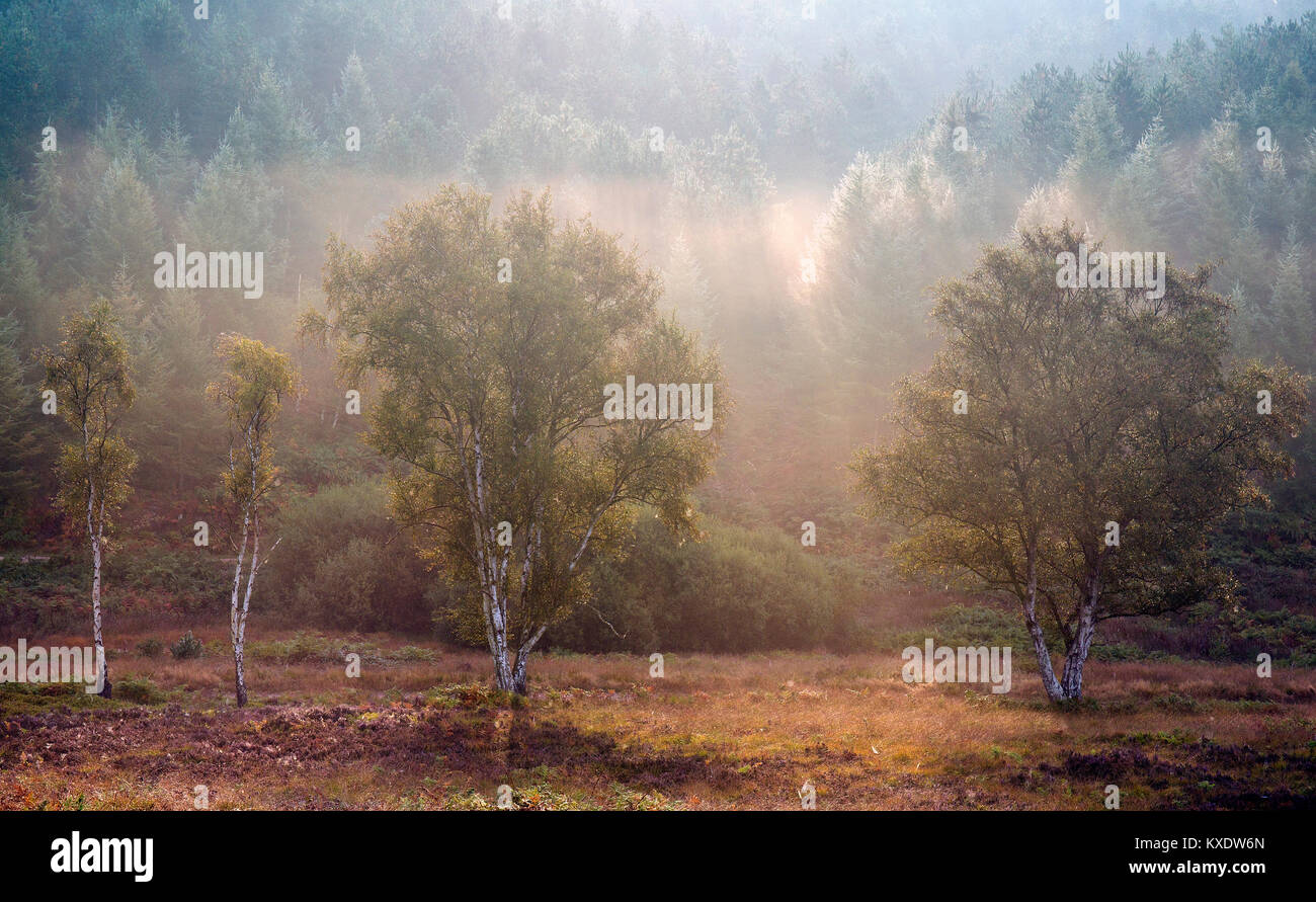 Misty morning in the heathland valley of Sherbrook at Cannock Chase ...