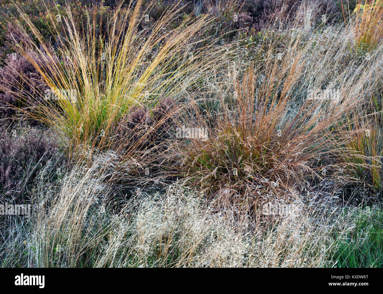 Flora wild grass display stunning colour shape and texture in autumn on ...