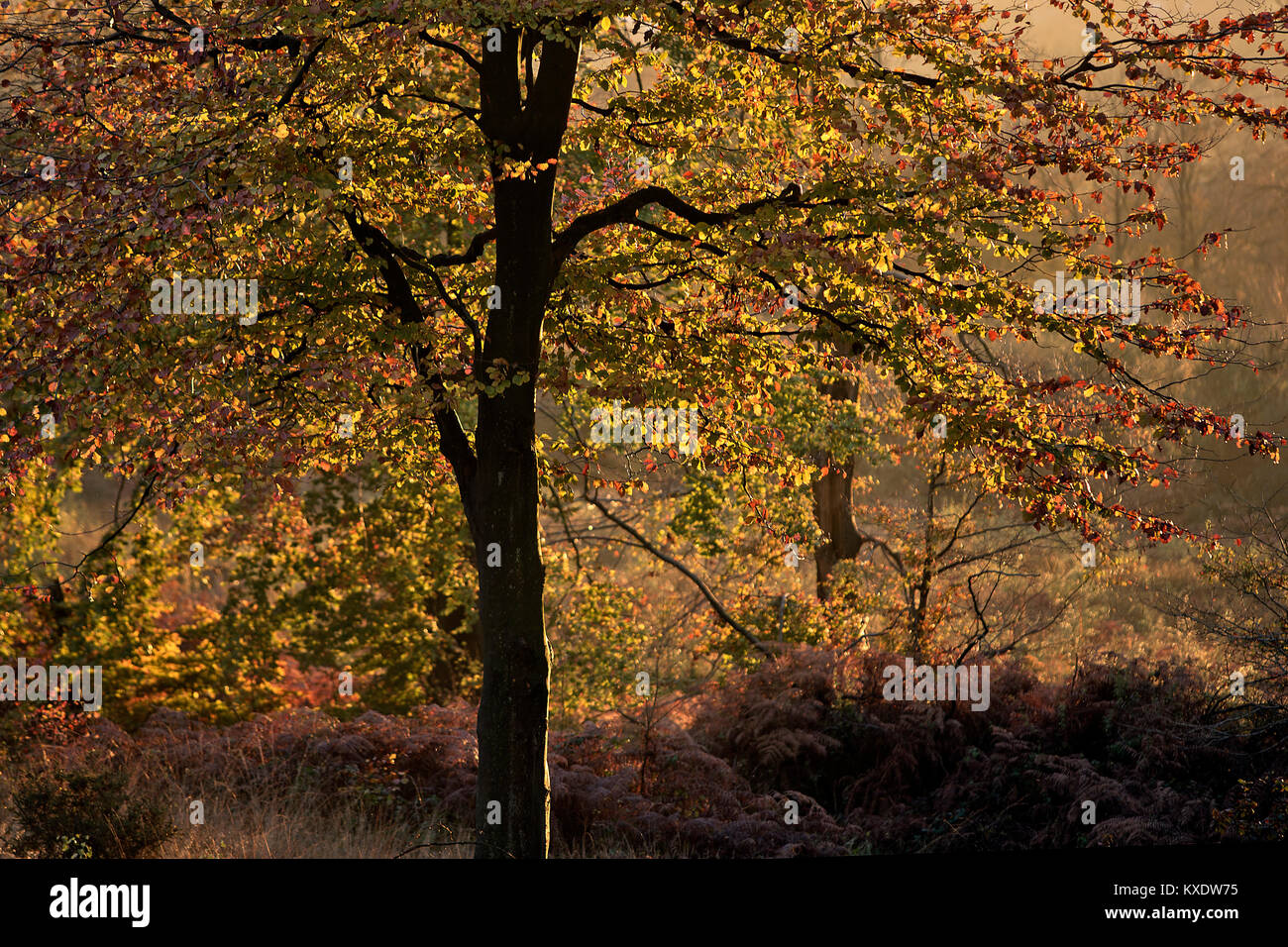 Striking colours and patterns hi-res stock photography and images - Alamy