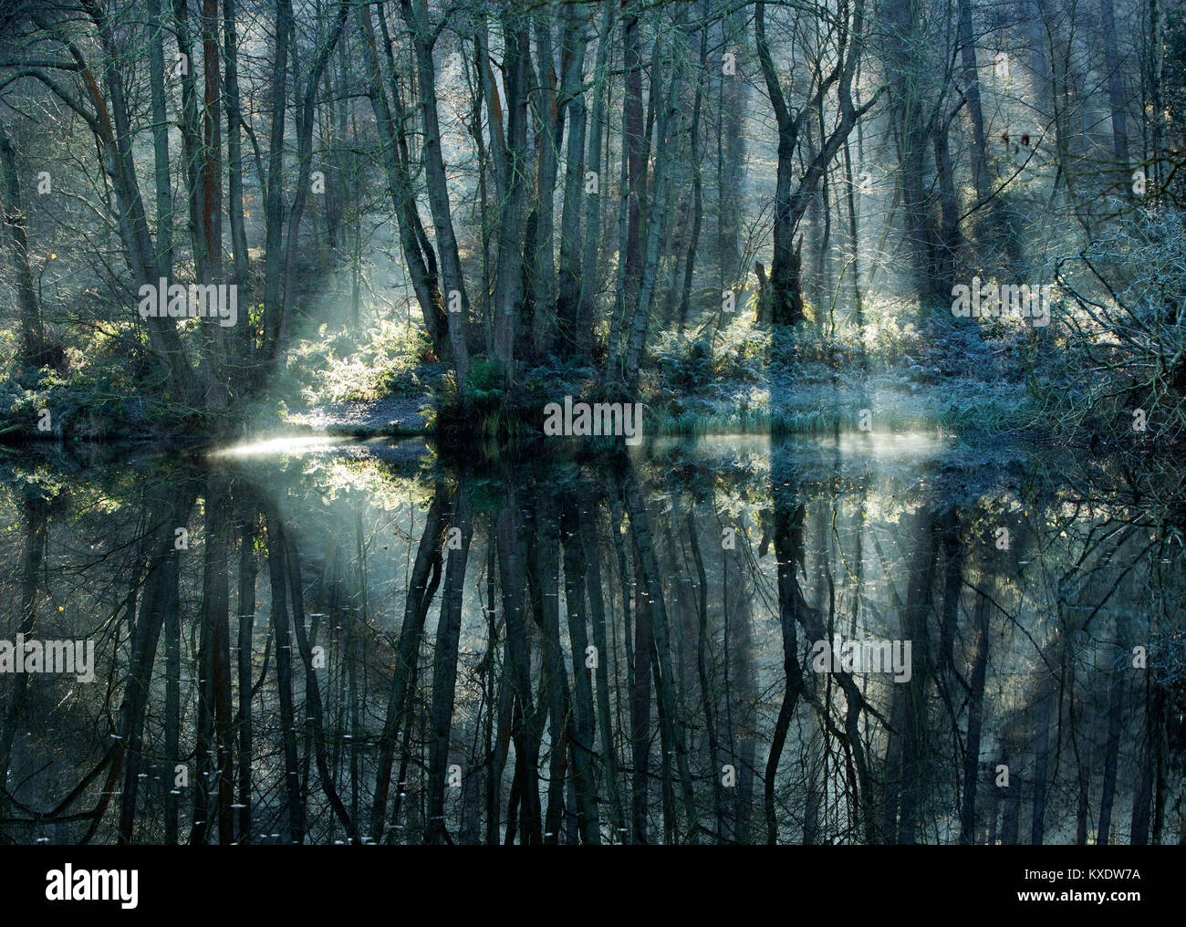 Autumnal hues and tints reflect in Fair Oak pools on Cannock Chase an ...