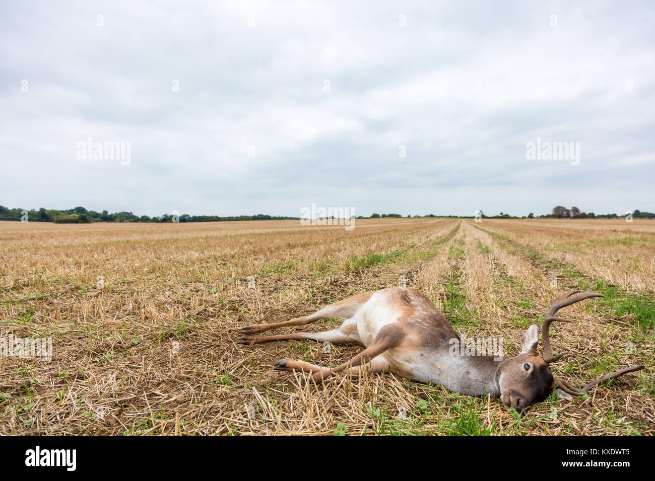 Fallow deer stag laying dead in a field Stock Photo - Alamy