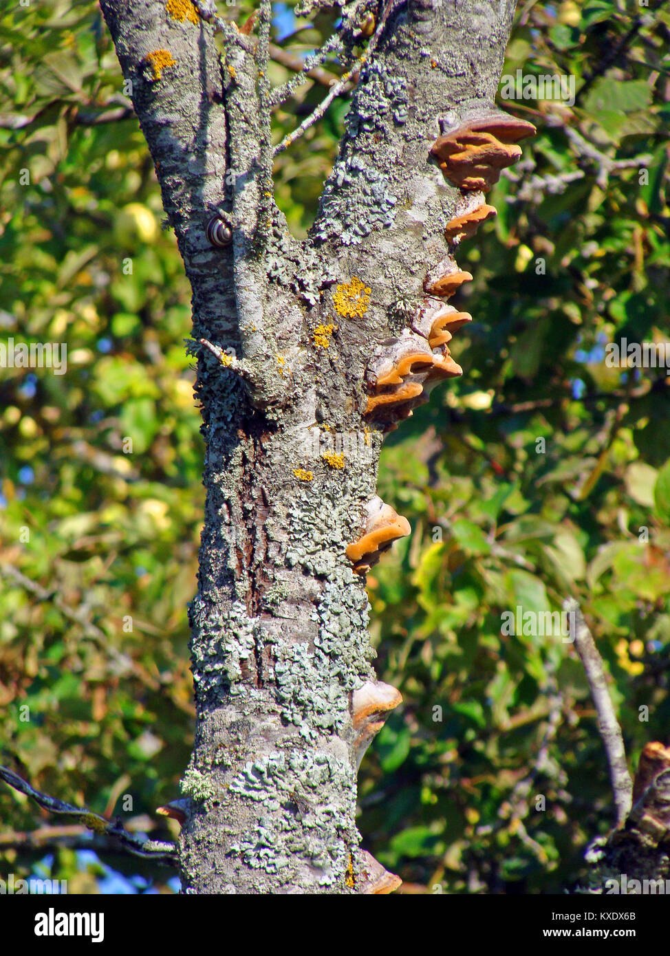 Lot of musrooms and moss are growing on old apple tree trunk Stock ...