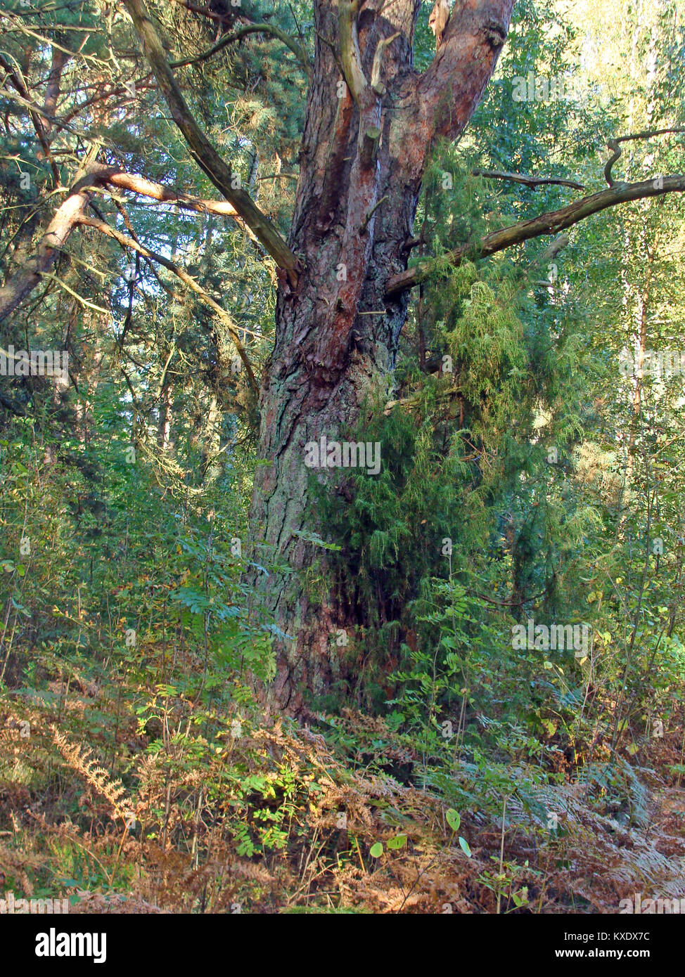 Juniper bush growing in wild pine tree forest Stock Photo - Alamy