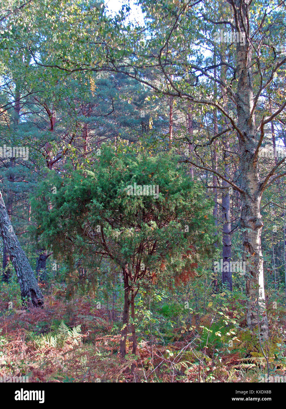 Juniper bush growing in wild pine tree forest Stock Photo - Alamy