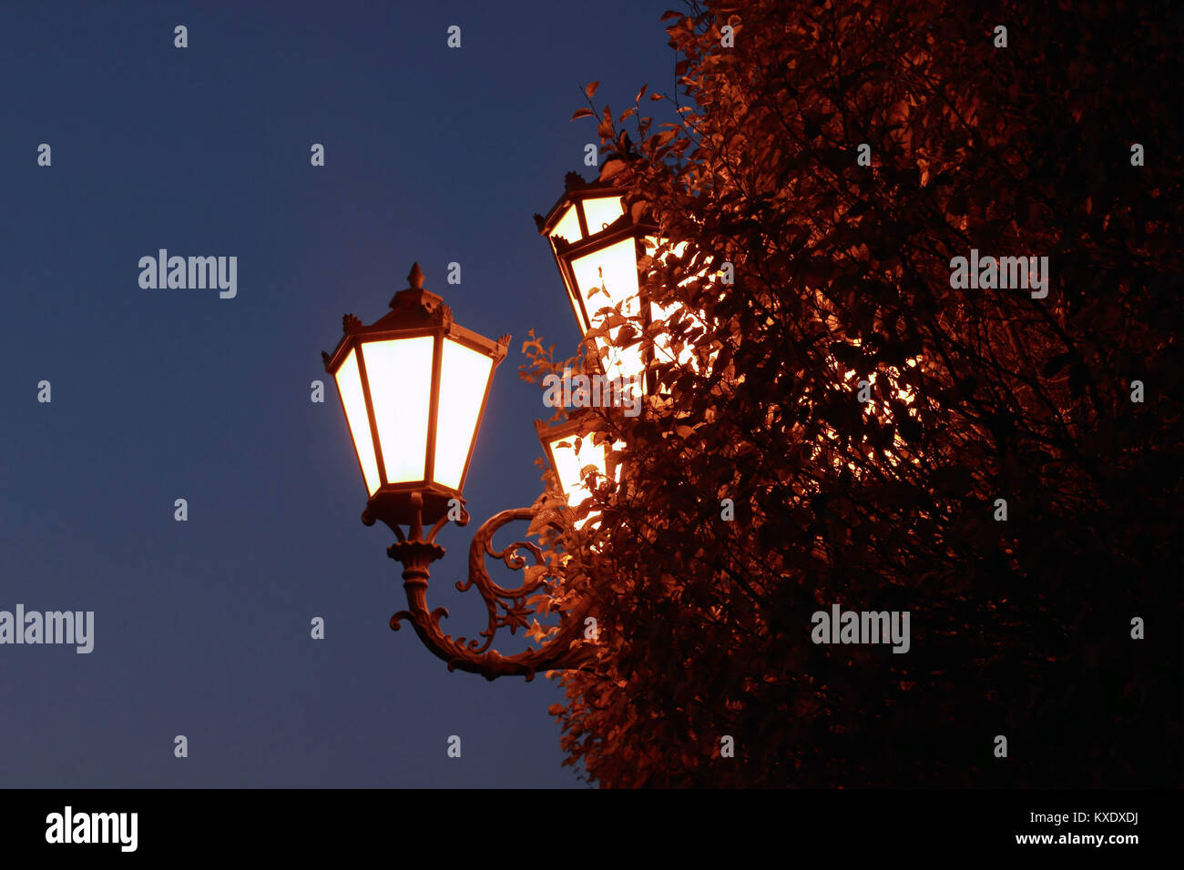 City lights and tree Stock Photo - Alamy