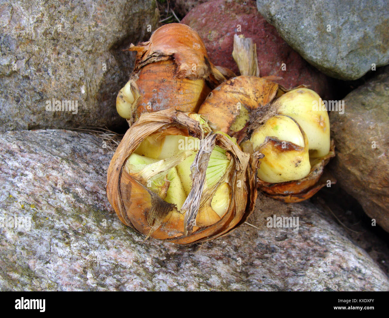 Crippled hi-res stock photography and images - Alamy