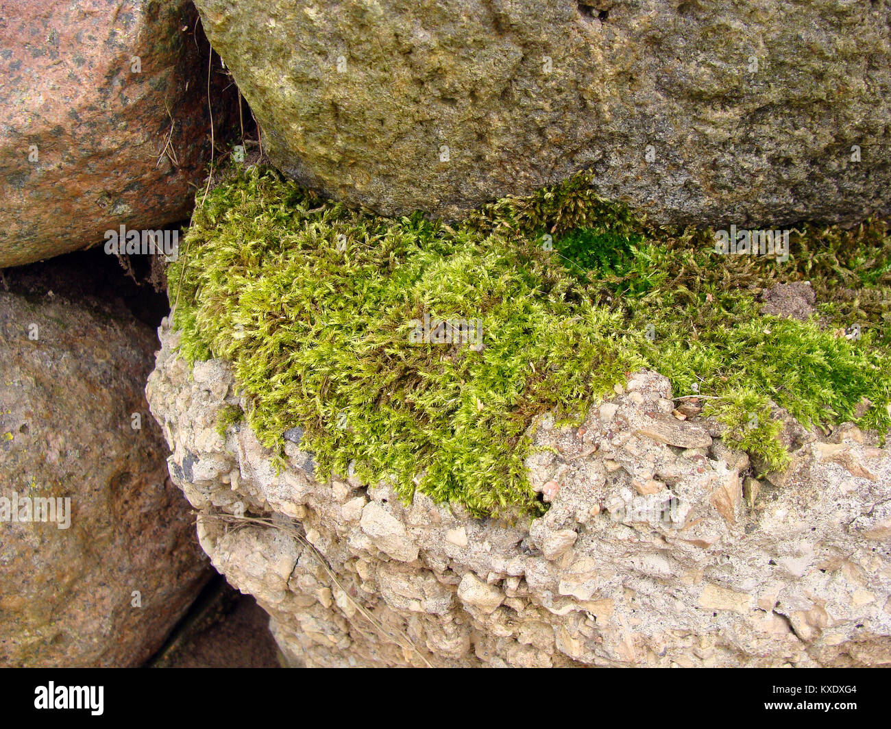 Bright green or chartreuse yellow colored moss growing on stone wall ...