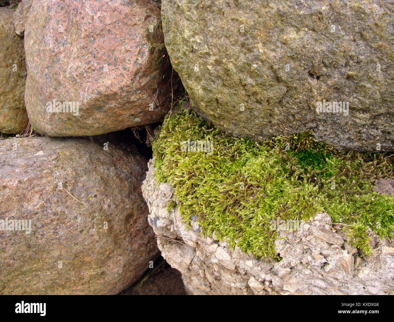 Bright green or chartreuse yellow colored moss growing on stone wall ...