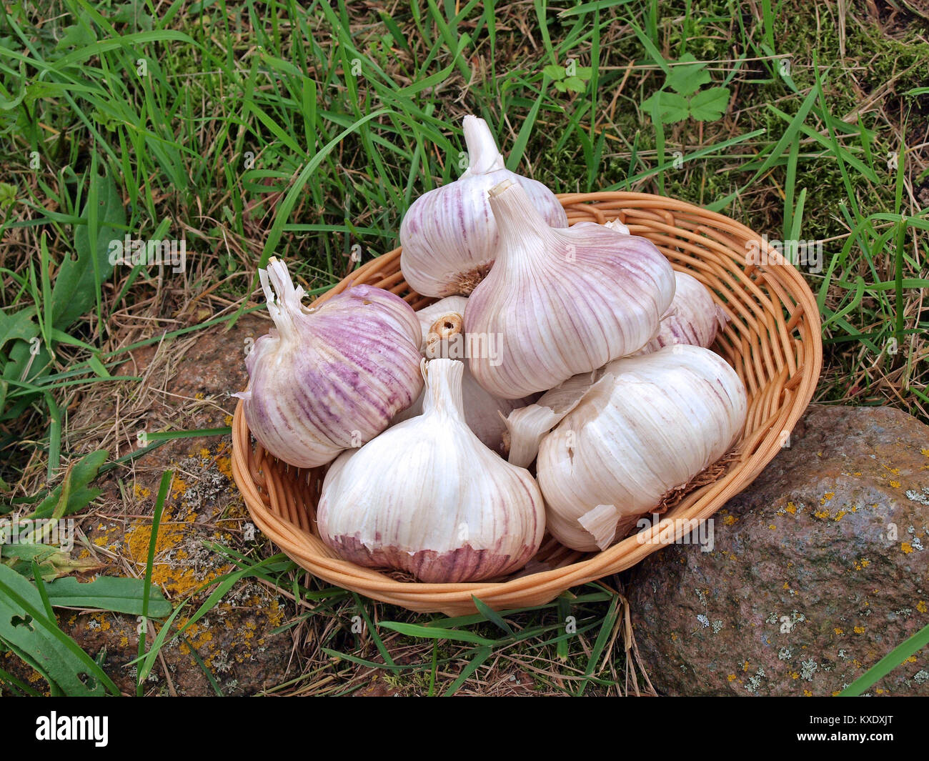 Big garlic heads in wicker basket outdoor on stones Stock Photo - Alamy