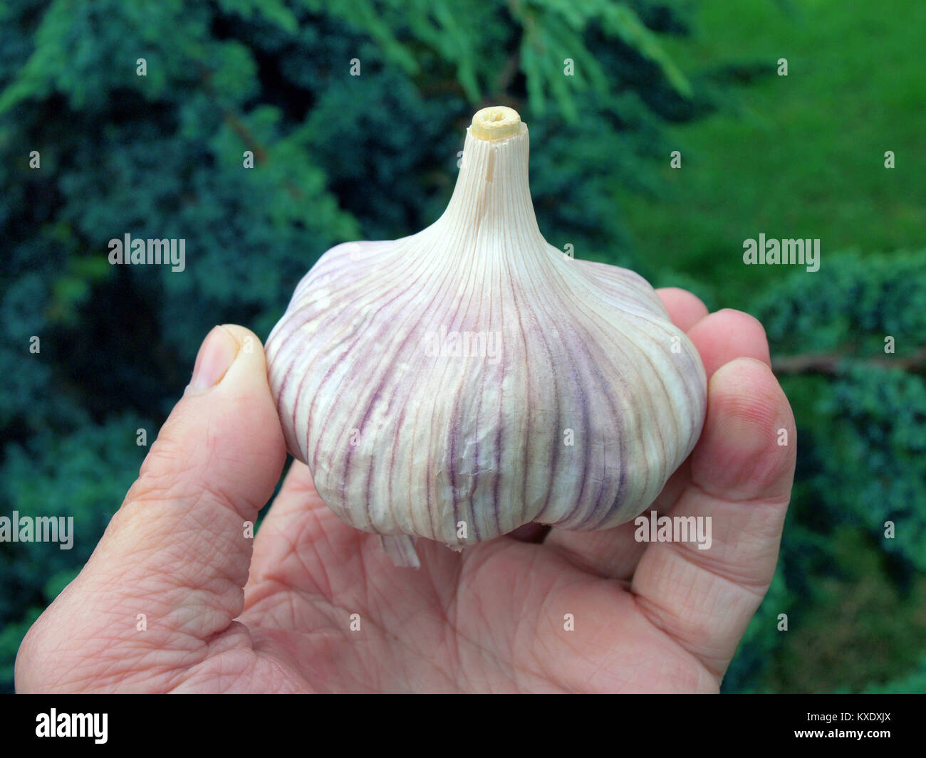 Hand holding big garlic head outdoor close up Stock Photo - Alamy