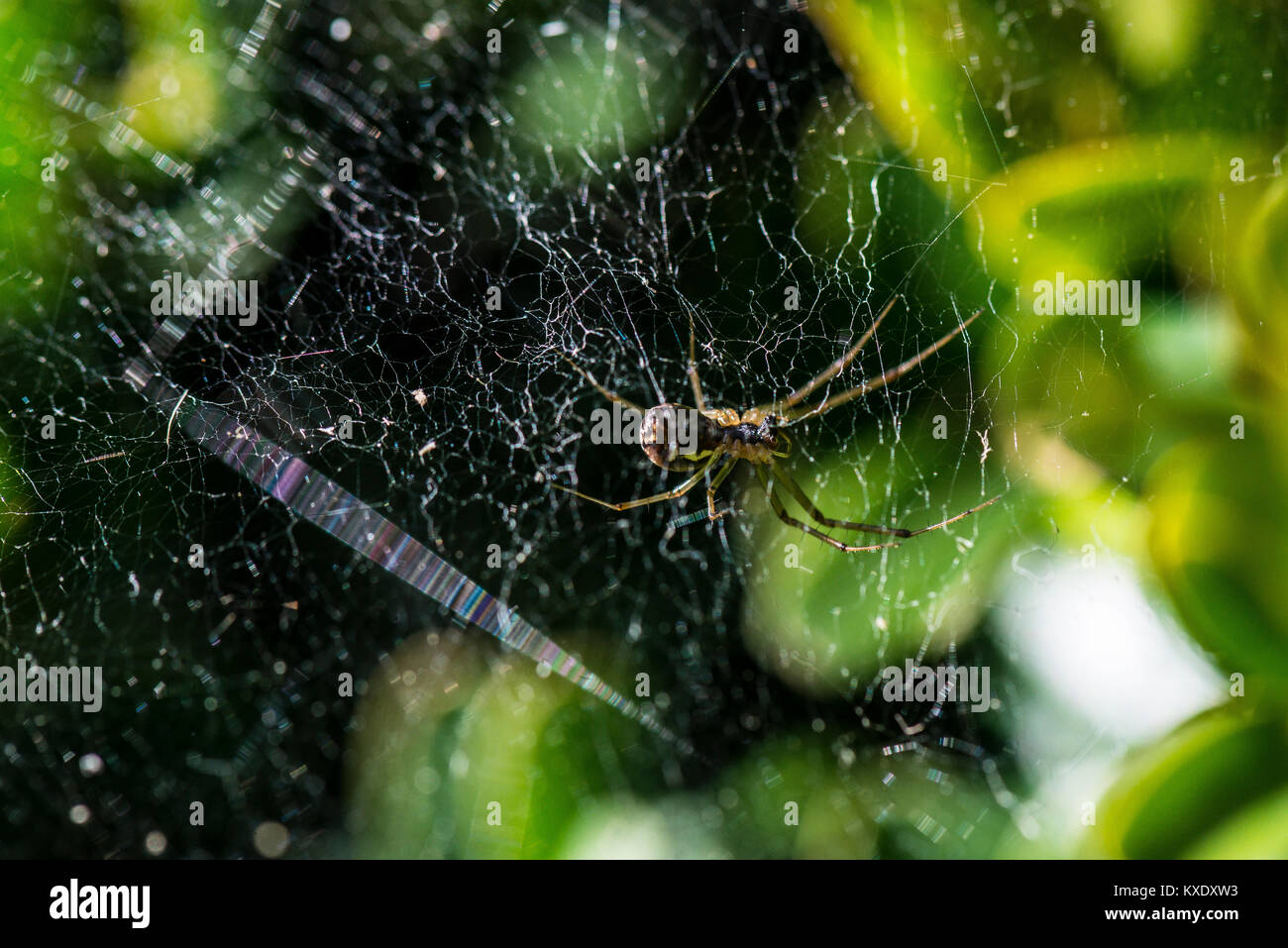A common Hammock-weaver spider (Linyphia triangularis) on its web Stock ...