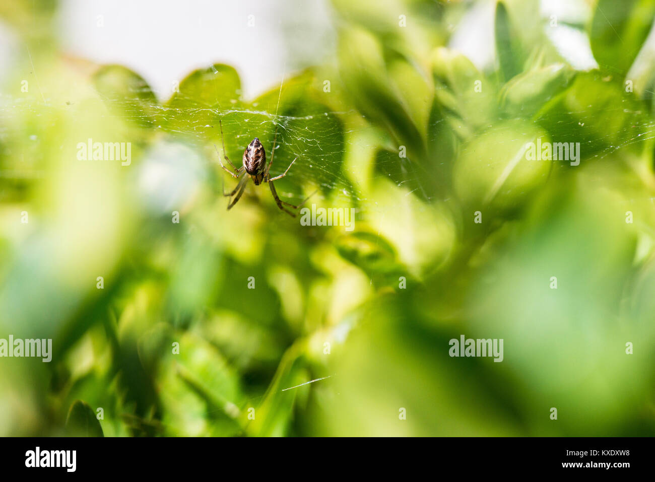 A common Hammock-weaver spider (Linyphia triangularis) on its web Stock ...