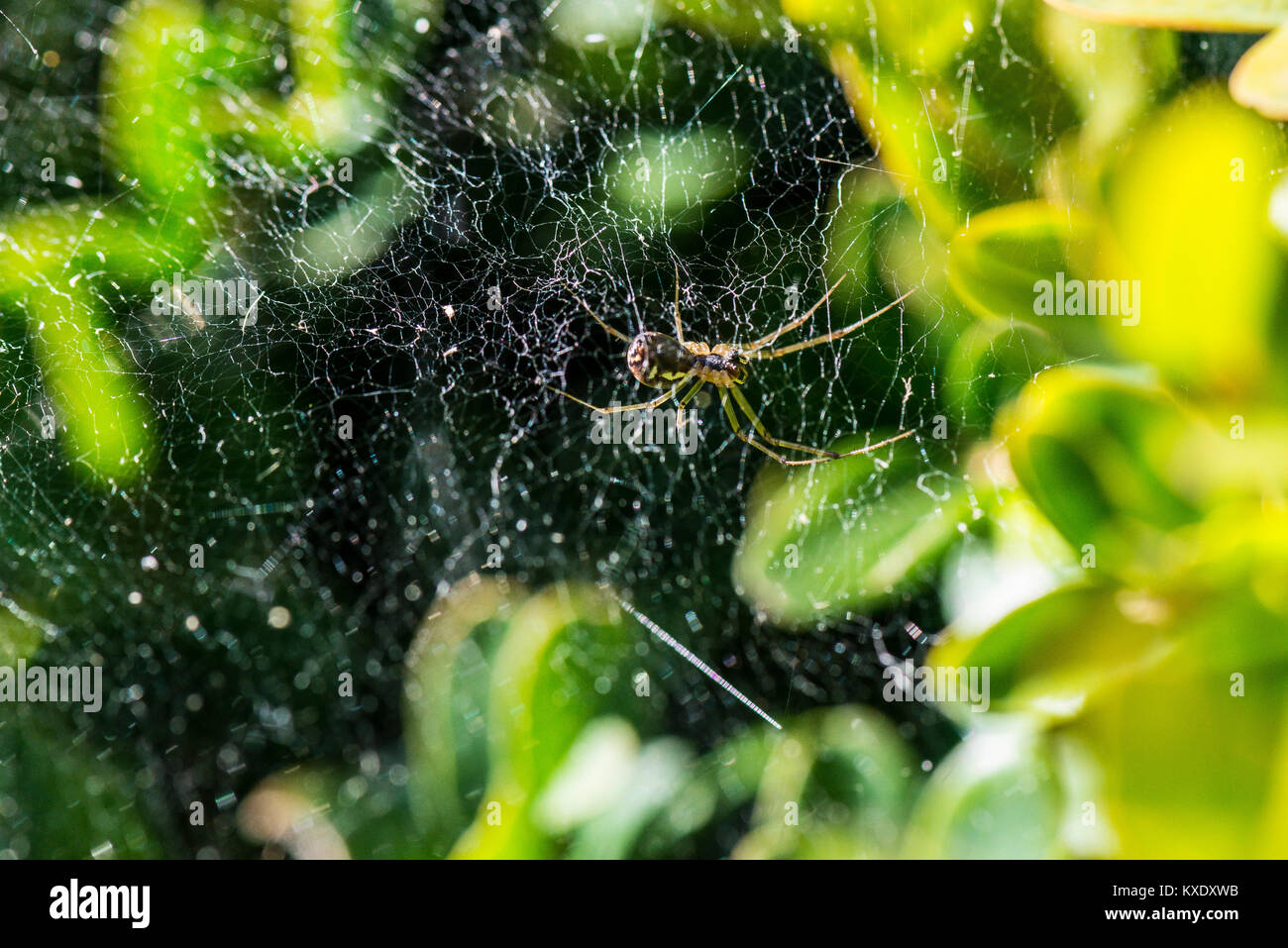 A common Hammock-weaver spider (Linyphia triangularis) on its web Stock ...