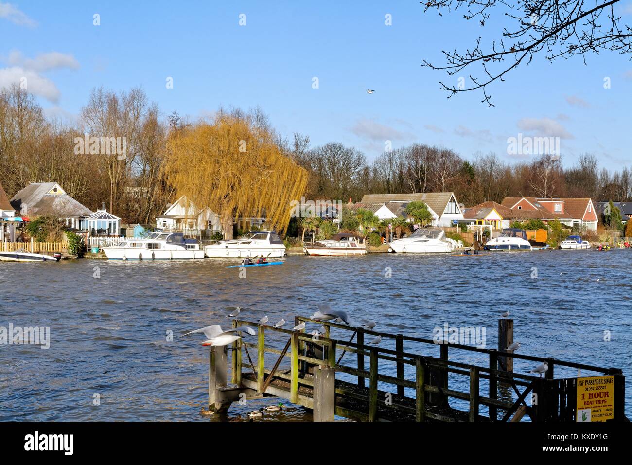 Residential homes on the River Thames at Shepperton Spelthorne Surrey ...